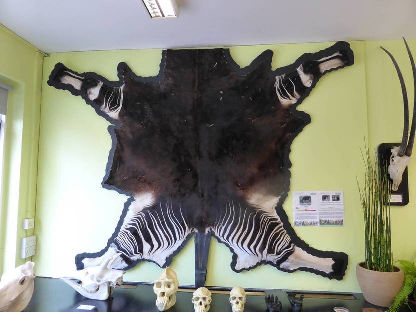 okapi animals poster Multicolor Photo Paper Print Poster Photographic ...