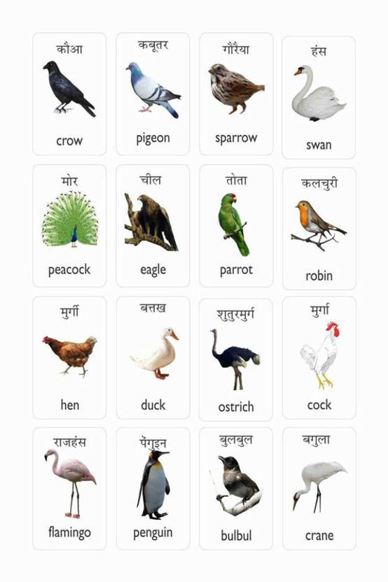 Birds Name Chart Poster with Gloss Lamination Paper Print - Children ...