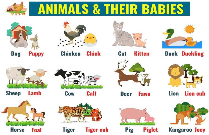 Animals Name Chart Poster with Gloss Lamination Paper Print - Children ...