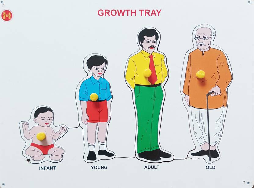 ROBOTO Wooden Human Growth Puzzle Board with Picture for Kids (Pack of ...