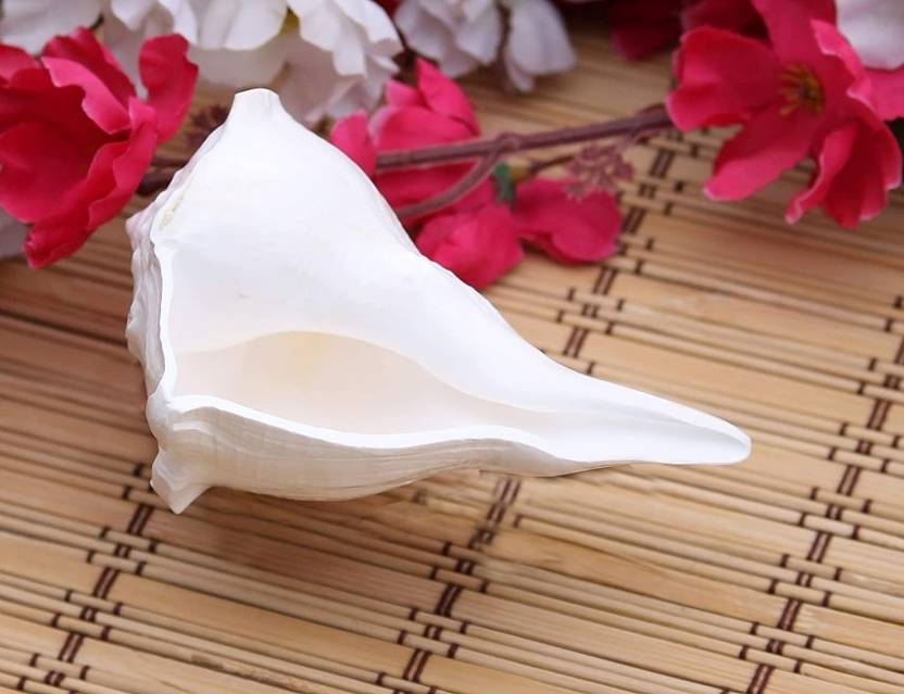 Veegreen Dakshinavarti Shankh for Original Pooja Shankh (Size 4-5 Inch ...