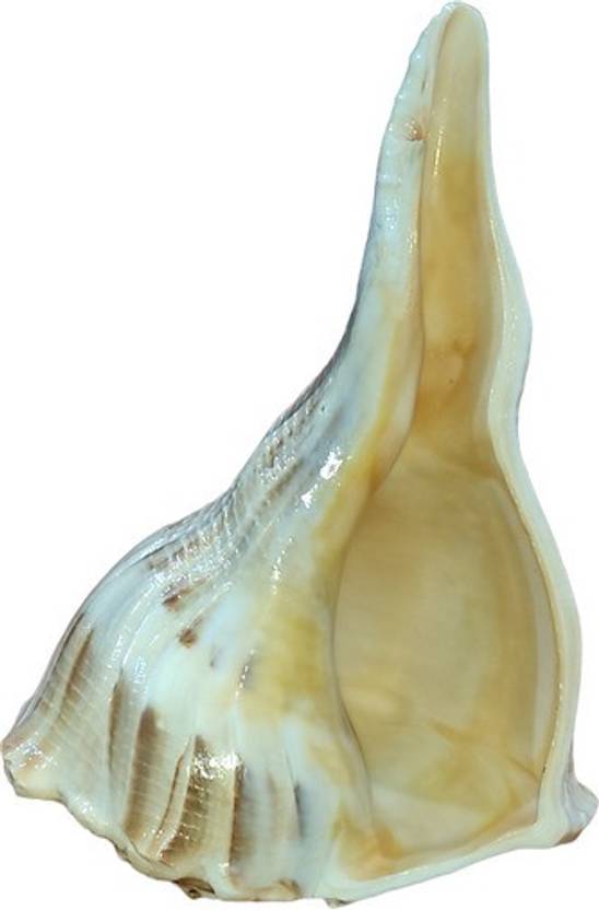 Nepalirudraksha Dakshinavarti Laxmi Shankh Original For Wealth by ...