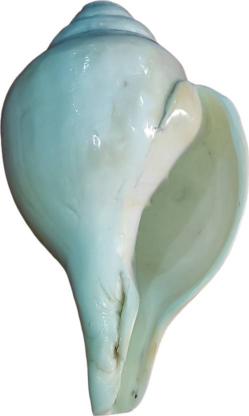 Nepalirudraksha Blowing Shankh Original For Puja AAA Plus Large by ...