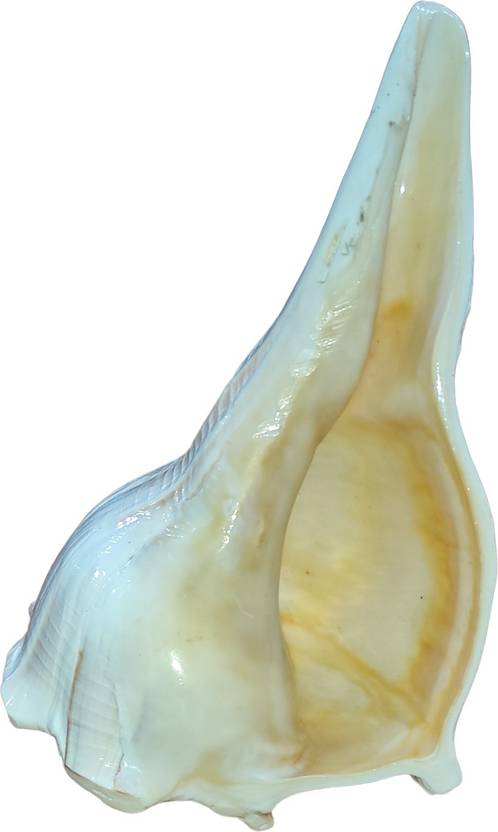 Nepali Rudraksh Adi Laxmi Shankh for Wealth A4 Plus by Nepali Rudraksh ...