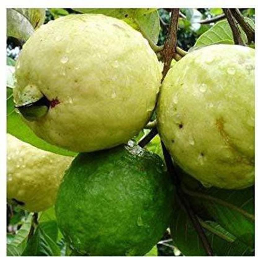 KANAYA Guava/Amrood/Amrud Fruit Plant Seed Price in India - Buy KANAYA ...