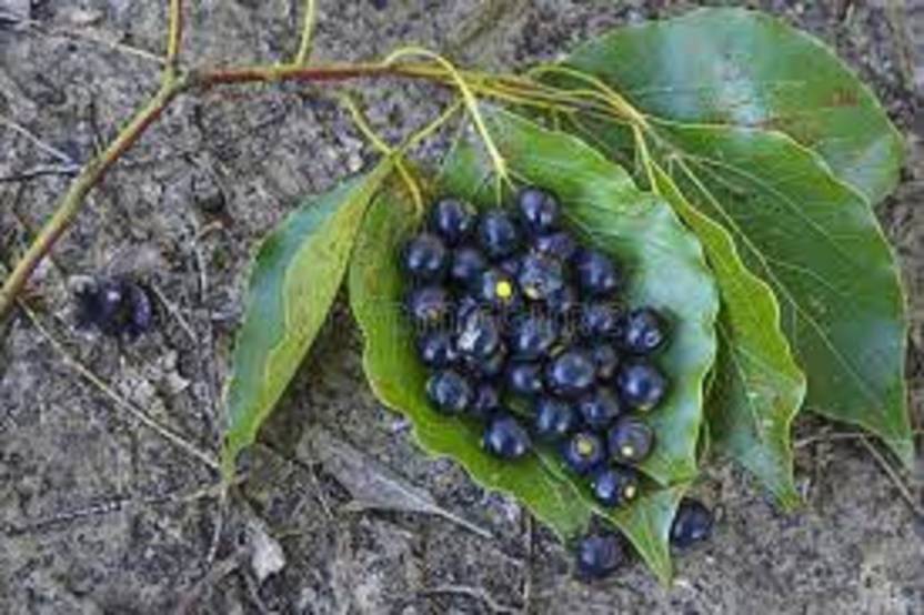 Sjeme Camphor, kapur, Kapoor Tree Seed Seed Price in India - Buy Sjeme ...