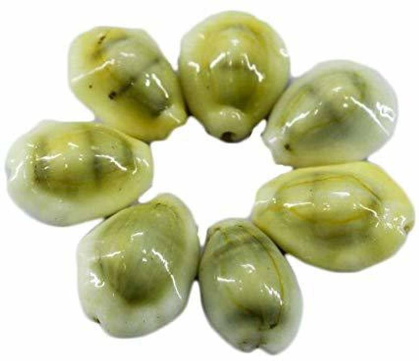 Firmus pili Kaudi/kawri/kodi/peeli kwri/ sea shell for laxmi, Diwali ...