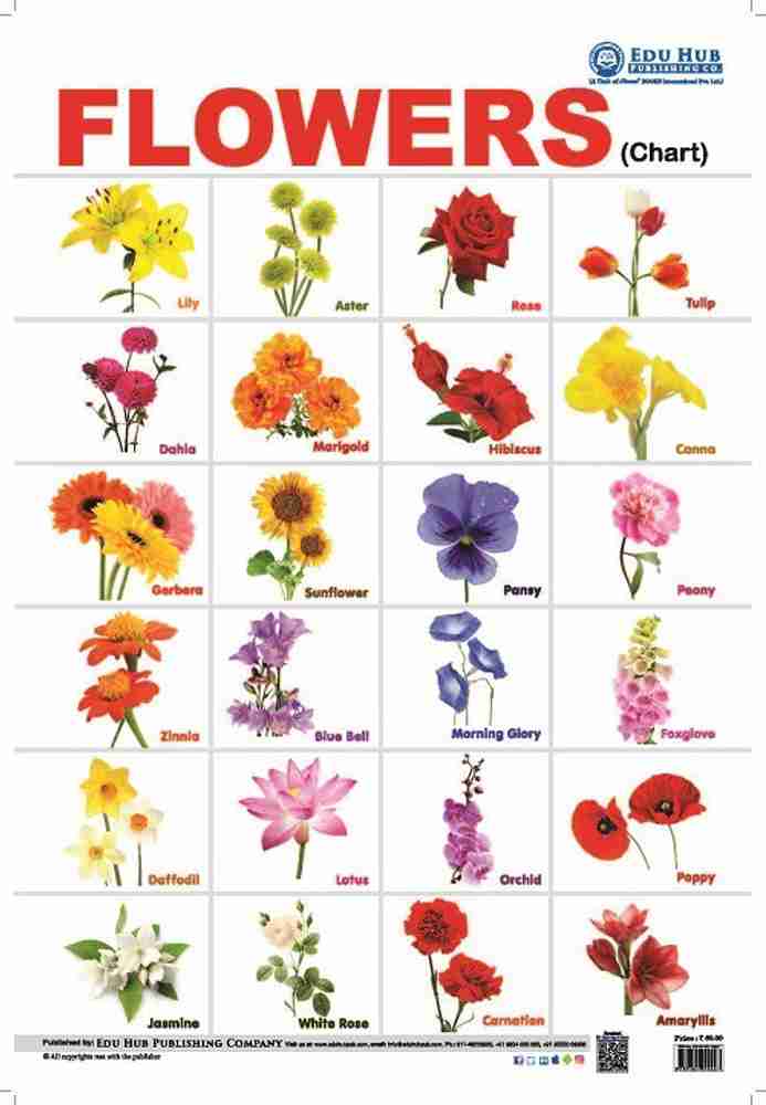 Flower Chart With Names And Pictures | Best Flower Site