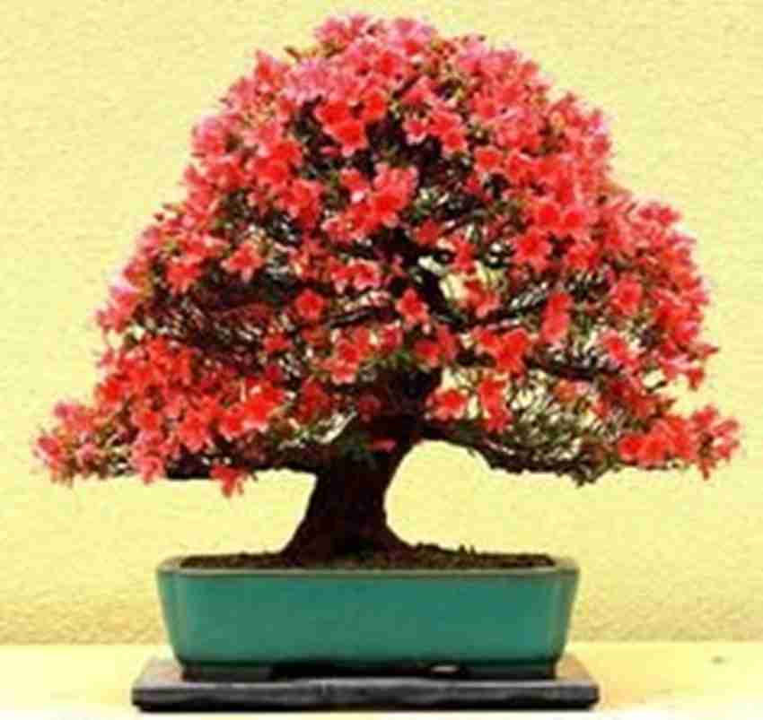 Bonsai Fire Tree