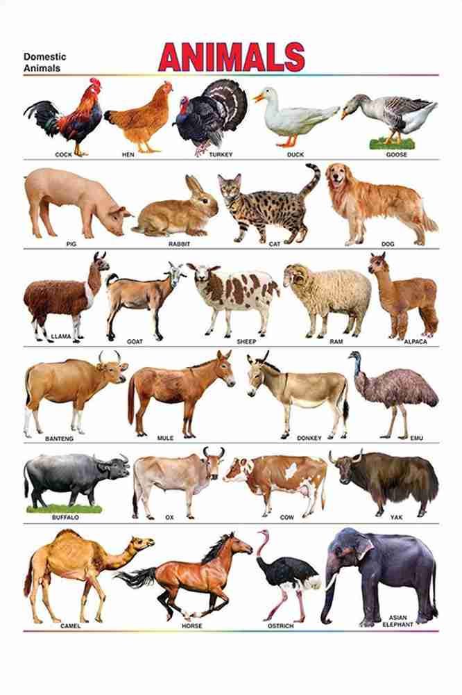 Domestic Animals Images With Names