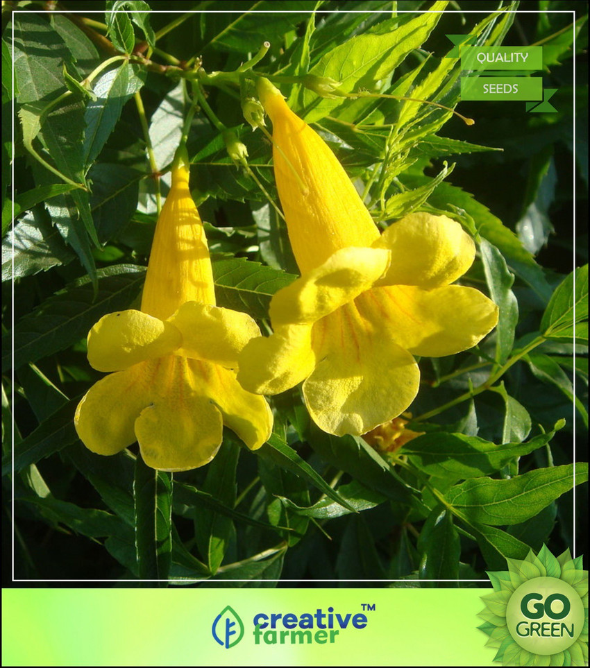 Yellow Colour Flowers