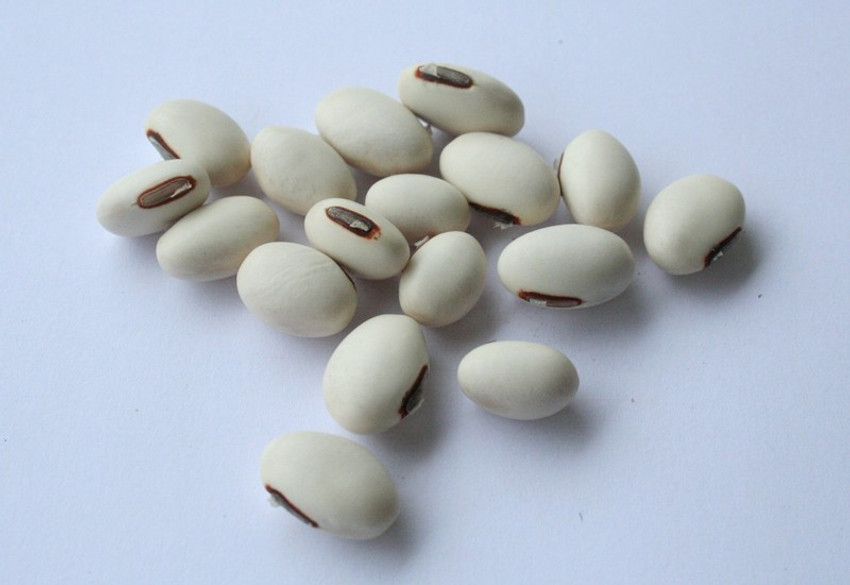 Canavalia Ensiformis Seeds