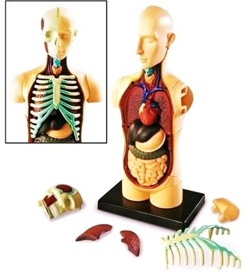 Human Biology Organs