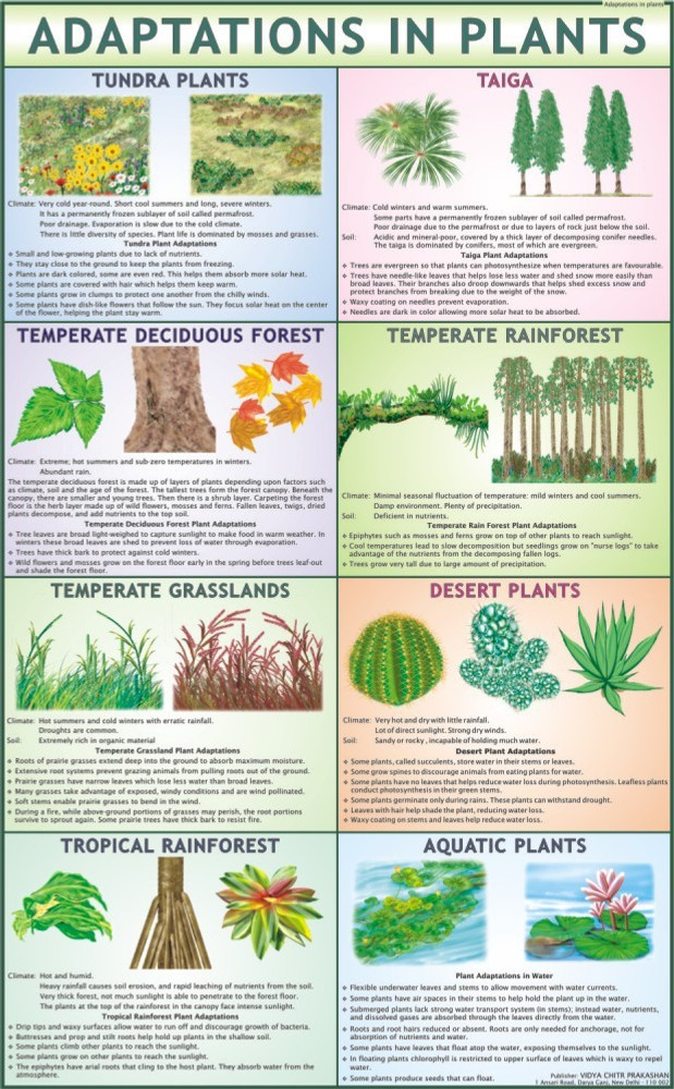 Grassland Plants Adaptations