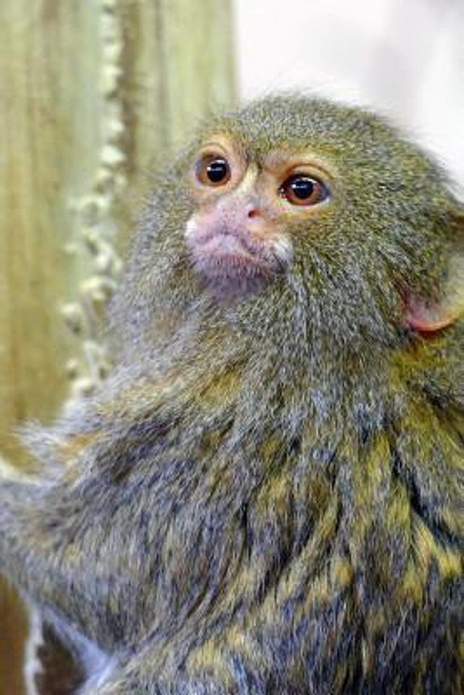 Cute Marmoset