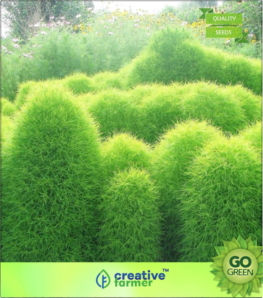 Kochia Burning Bush