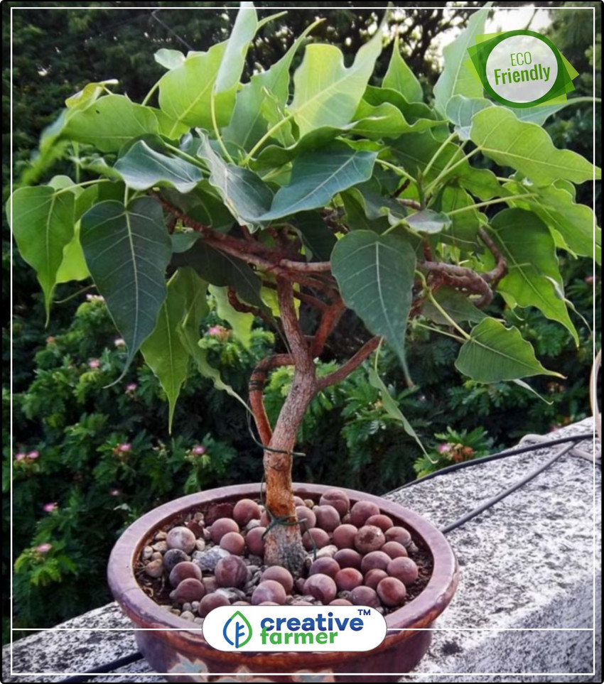 Ficus Religiosa Bonsai