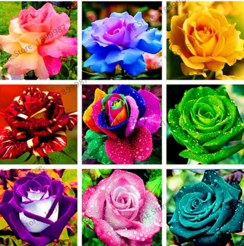 Types Of Rose Flowers Pictures | Best Flower Site