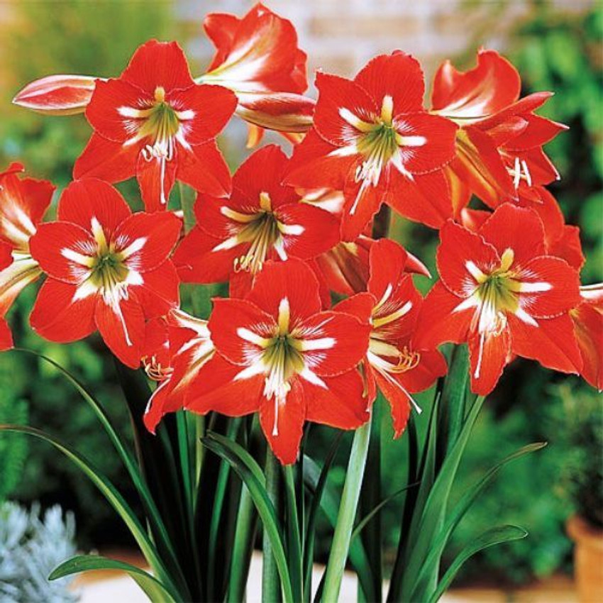 Amaryllis Lily Flower Bulbs | Best Flower Site