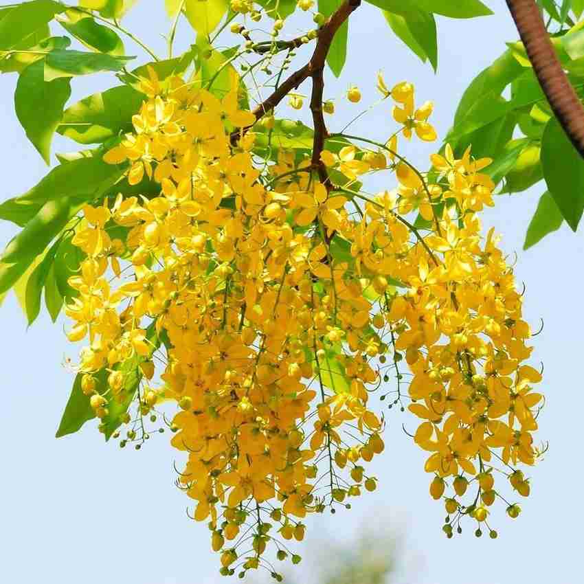Cassia Fistula Wikipedia, 57% OFF | www.oceanproperty.co.th