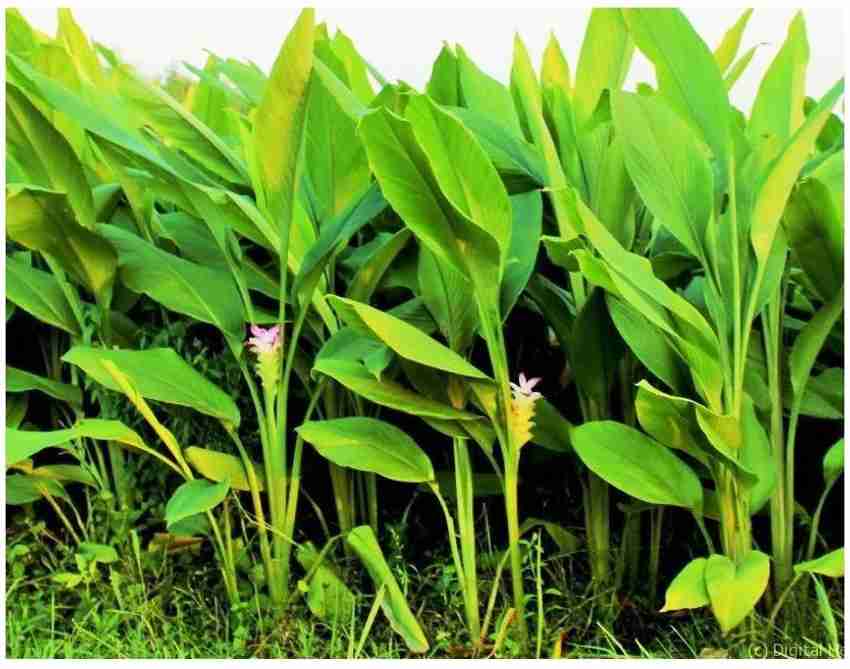Turmeric Tree