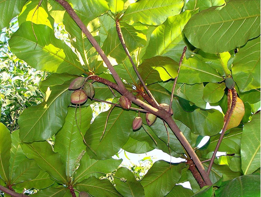 Myrobalan Tree