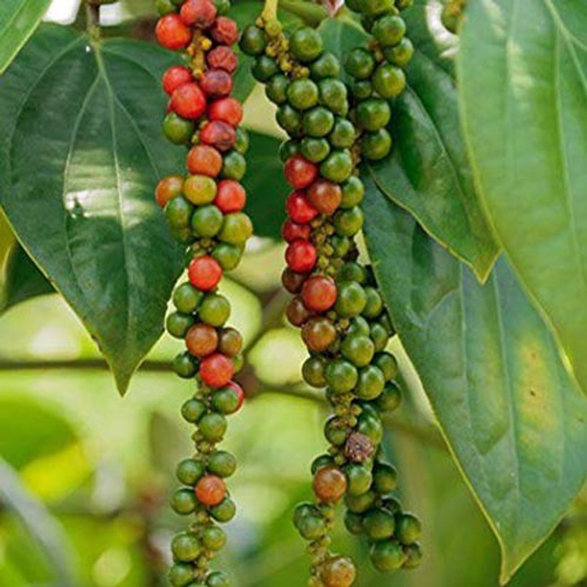 Pepper Spice Tree