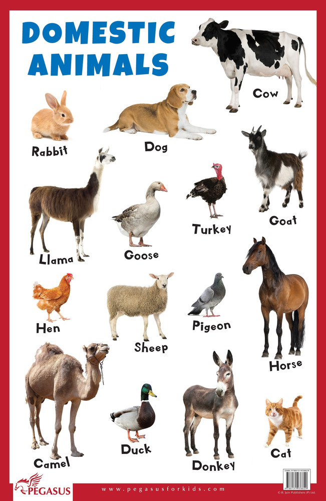 Domestic Pets
