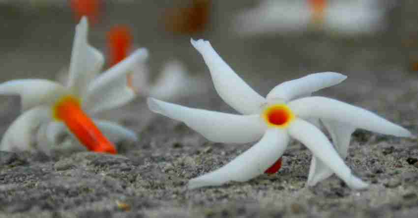 Parijata Flower Plant In Bangalore | Best Flower Site