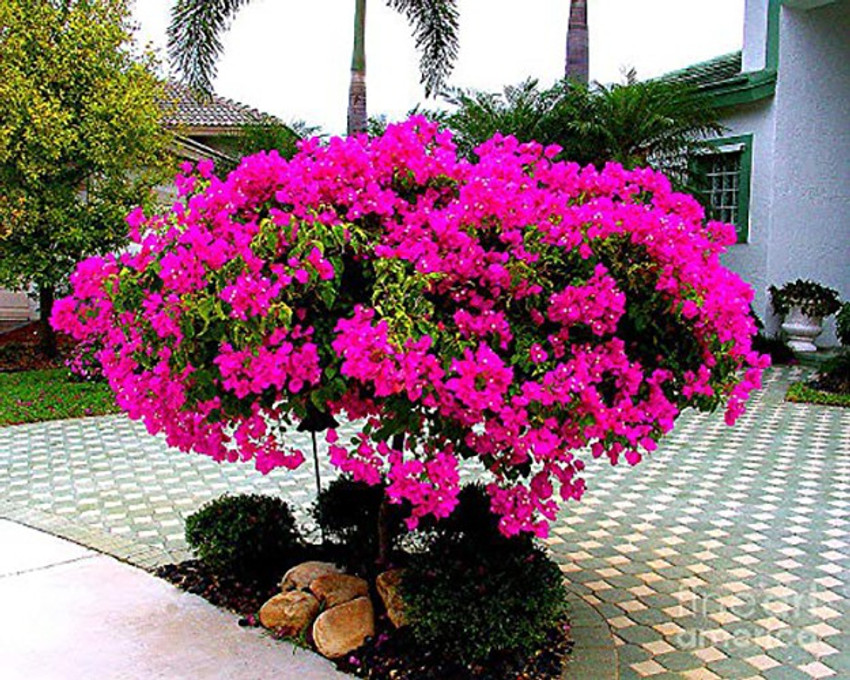 Pink Bougainvillea Tree