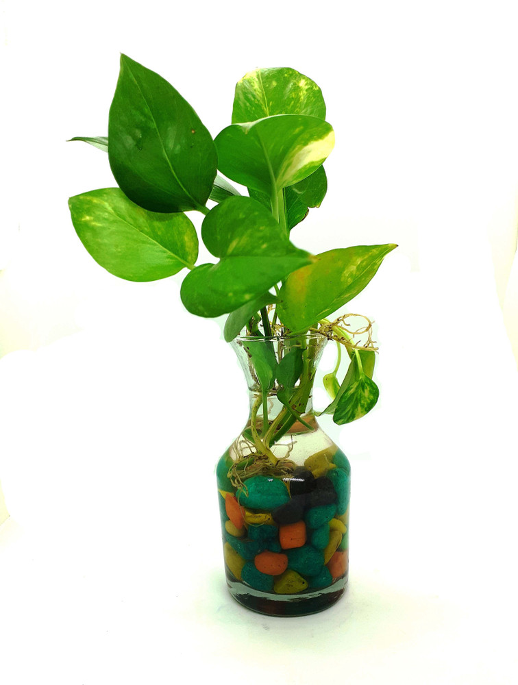 Money Plant In Glass Bottle