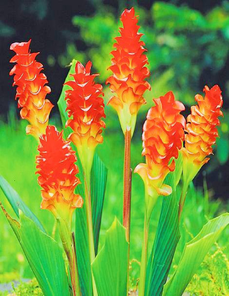 Curcuma Longa Flower