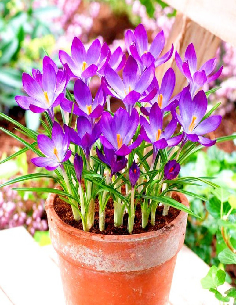 Saffron Flower Seeds