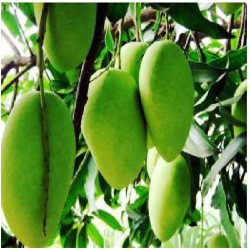 Pin On Tropical Fruit Bearing Trees, 44% OFF