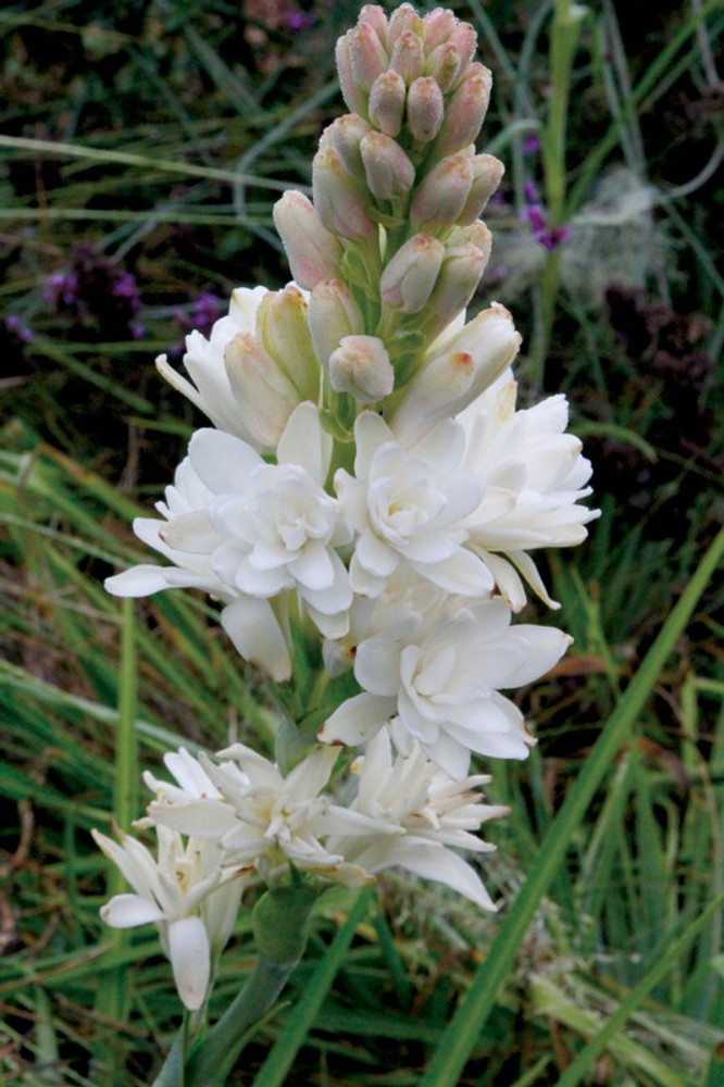 Rajnigandha Flower English Name | Best Flower Site