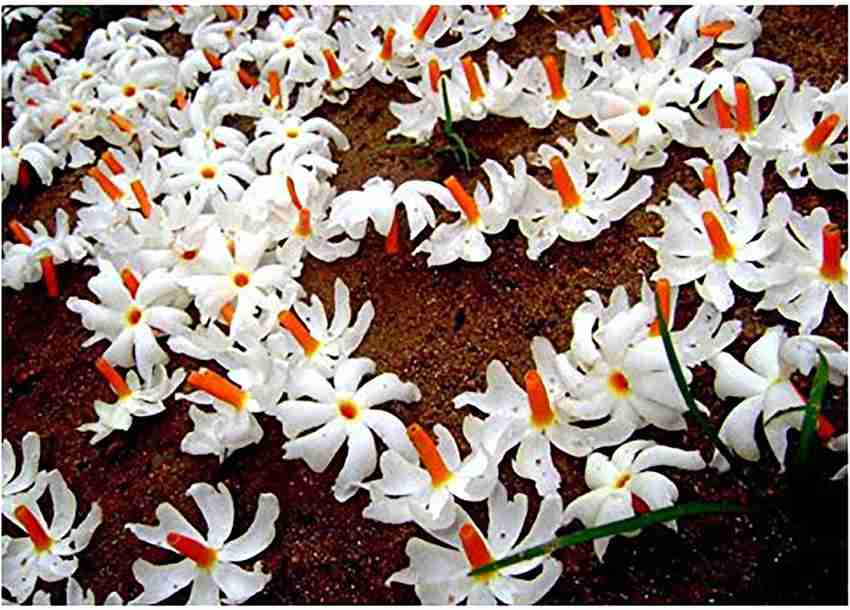 Shiuli Flower Wallpaper | Best Flower Site