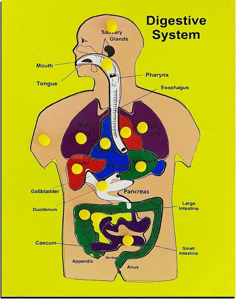 Intestine Diagram For Kids