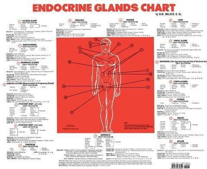 Endocrine System Wall Chart