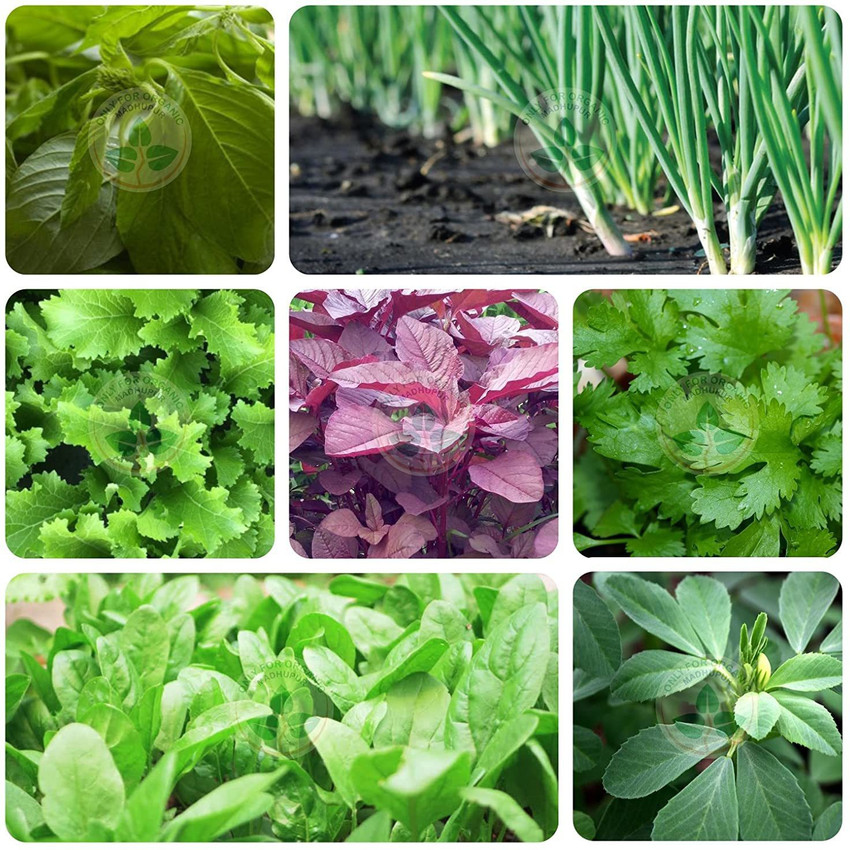Indian Green Leafy Vegetables