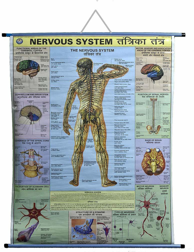 Nervous System Chart