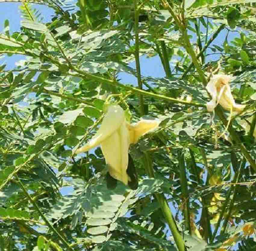 How To Plant Avisa/ Sesbania Grandiflora, /Hummingbird, 53% OFF