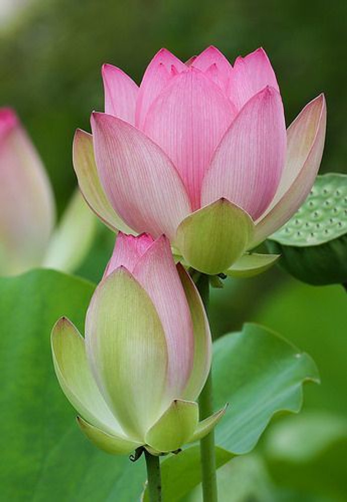 Kamal Flower