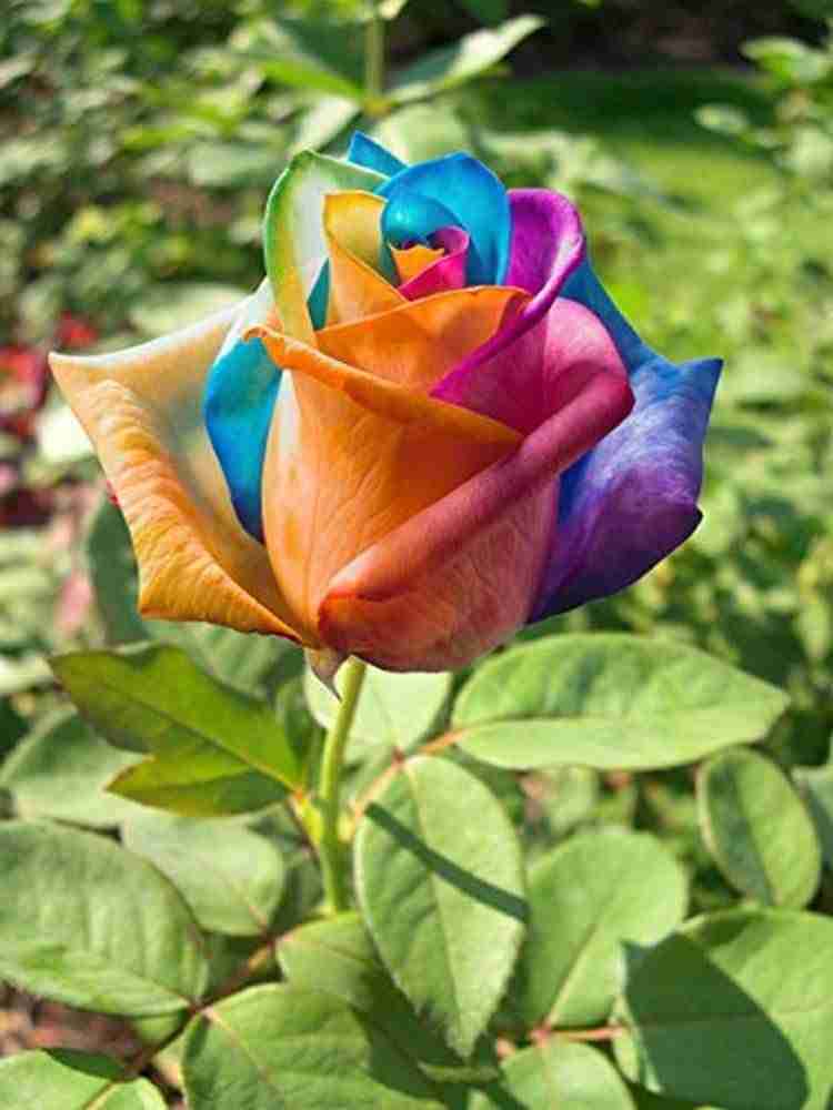 Pics Of Rainbow Roses