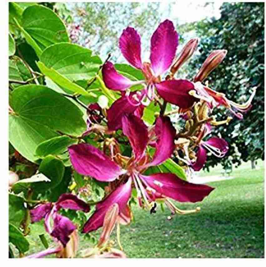 Purple Bauhinia Tree