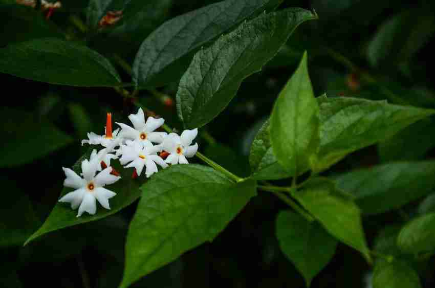 Parijat Flower Hd Wallpaper | Best Flower Site