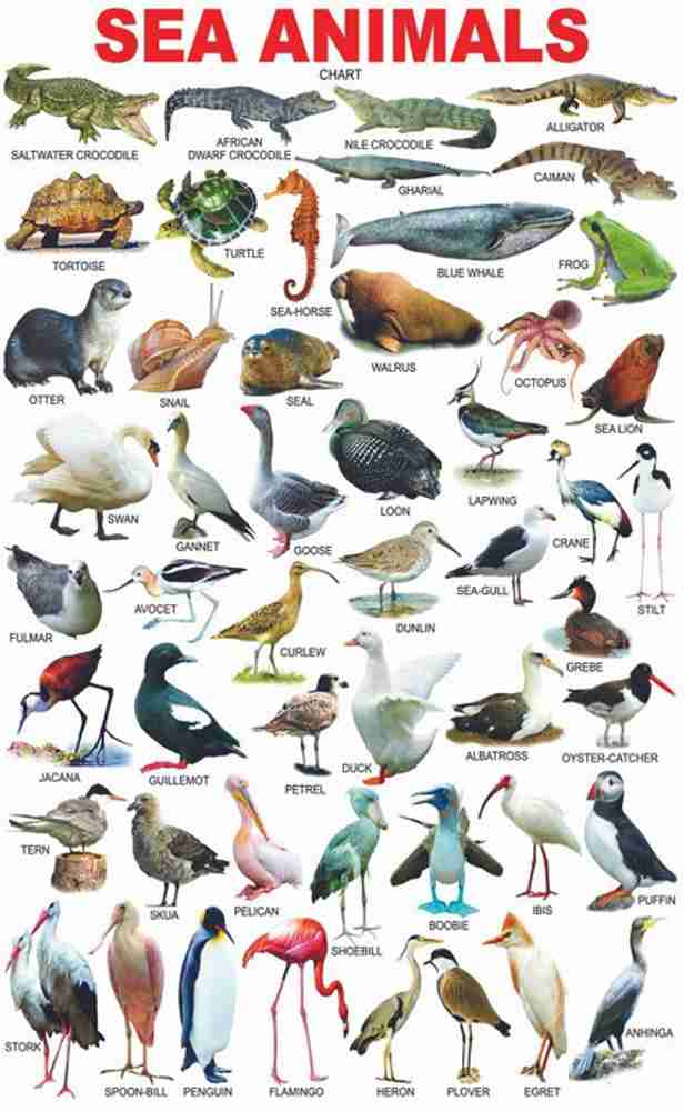 Underwater Animals With Names