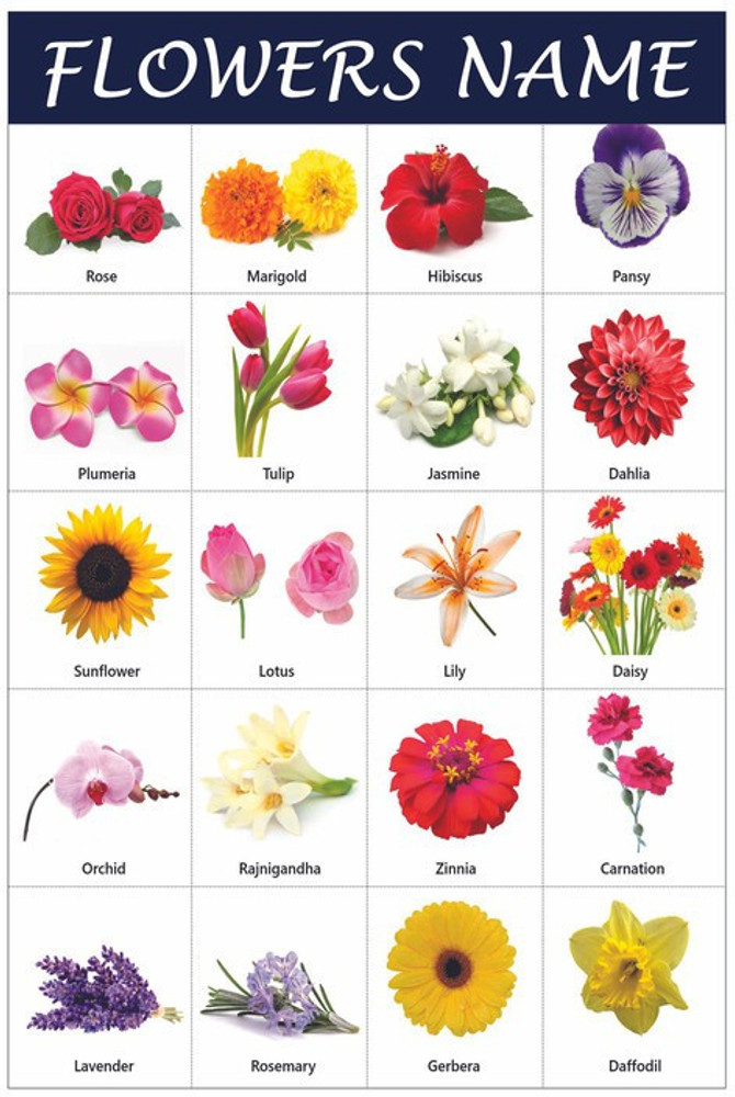 Flowers With Names And Pictures