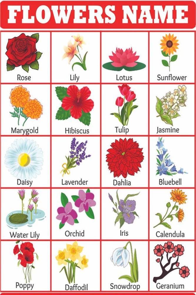 Pictures Of Flowers With Names For Kids
