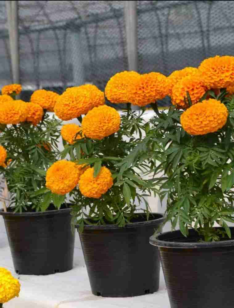 Marigold Plant In Pot
