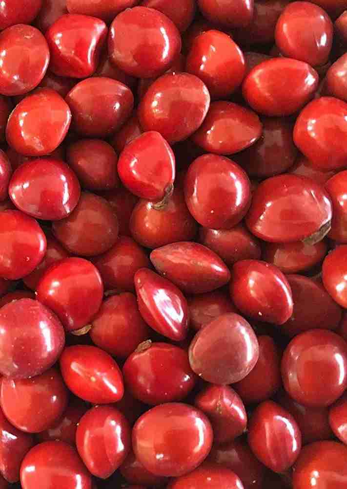 Sandalwood Tree Seeds